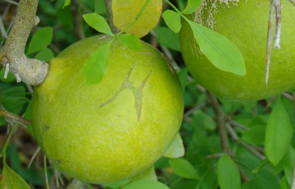 Maha Shivratri - The Culture And Awakenings