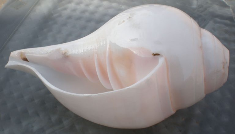 Origin and Importance of Shankha in Hindu Dharma