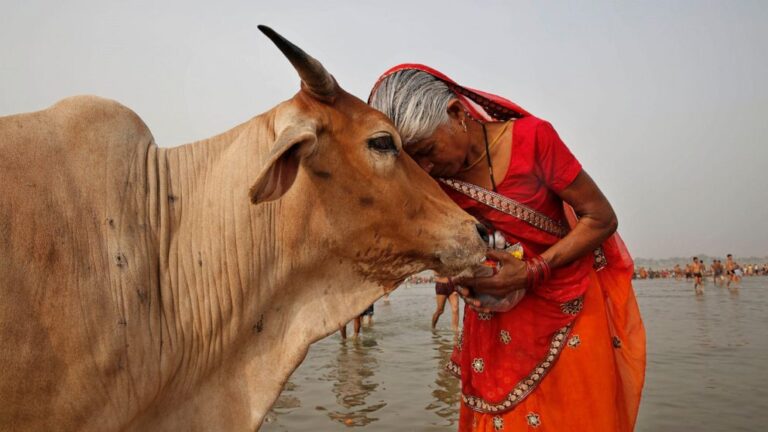 Why Do Hindus Worship The Cows?